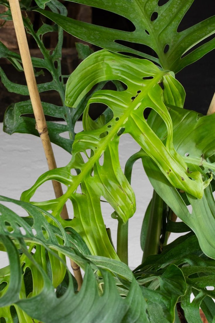 Did you get a Monstera Esqueleto?! Here's how to care for it!