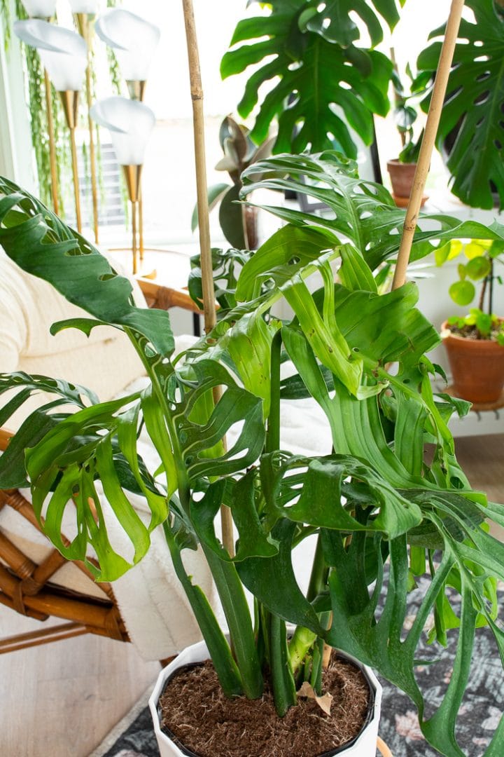 Did you get a Monstera Esqueleto?! Here's how to care for it!