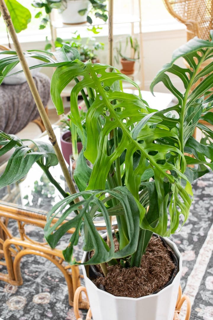Did you get a Monstera Esqueleto?! Here's how to care for it!