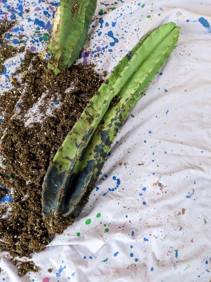 The must-have Peruvian Apple Cactus and how to care for it!