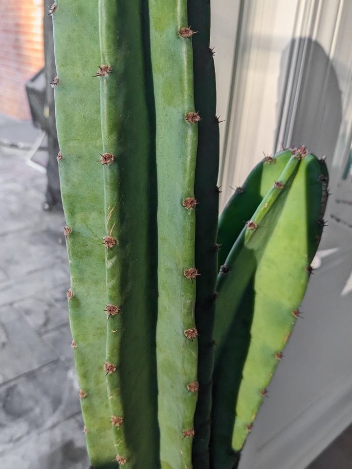 The must-have Peruvian Apple Cactus and how to care for it!