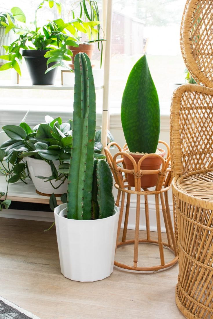 The must-have Peruvian Apple Cactus and how to care for it!
