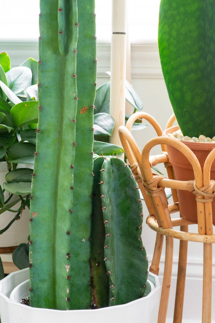 The must-have Peruvian Apple Cactus and how to care for it!