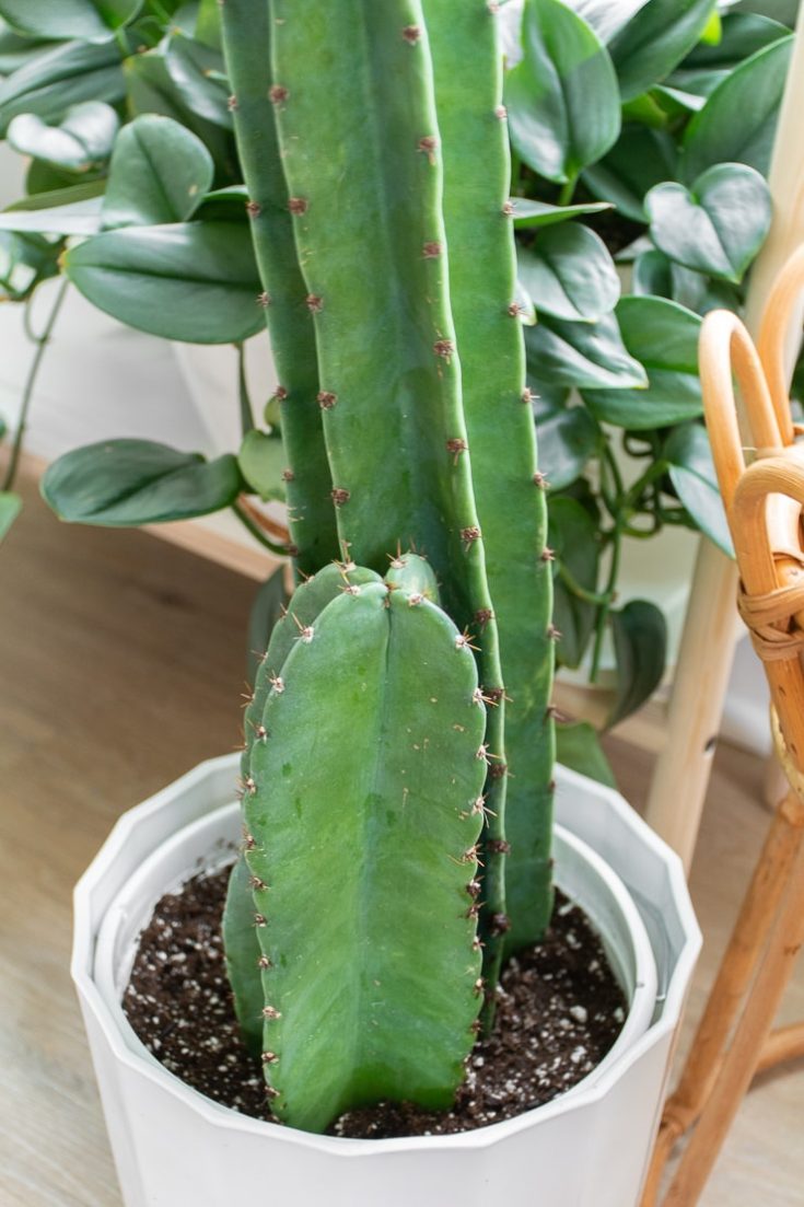 The must-have Peruvian Apple Cactus and how to care for it!