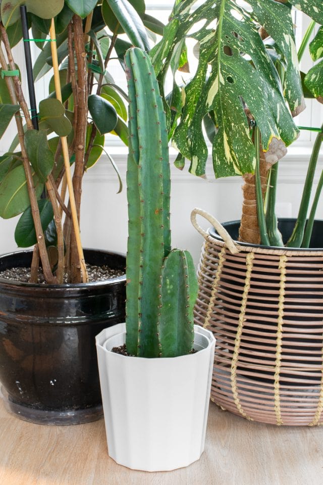 The must-have Peruvian Apple Cactus and how to care for it!