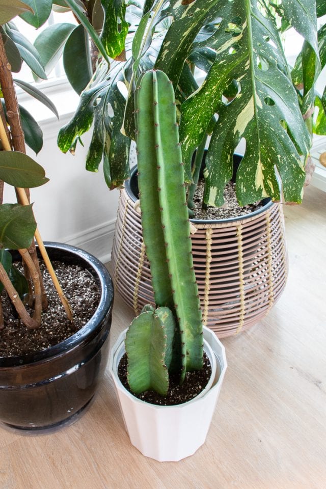 The must-have Peruvian Apple Cactus and how to care for it!