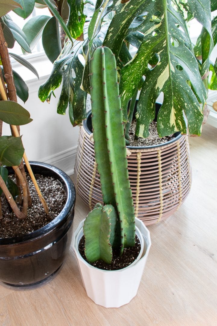 The must-have Peruvian Apple Cactus and how to care for it!