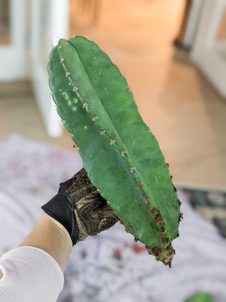 The must-have Peruvian Apple Cactus and how to care for it!