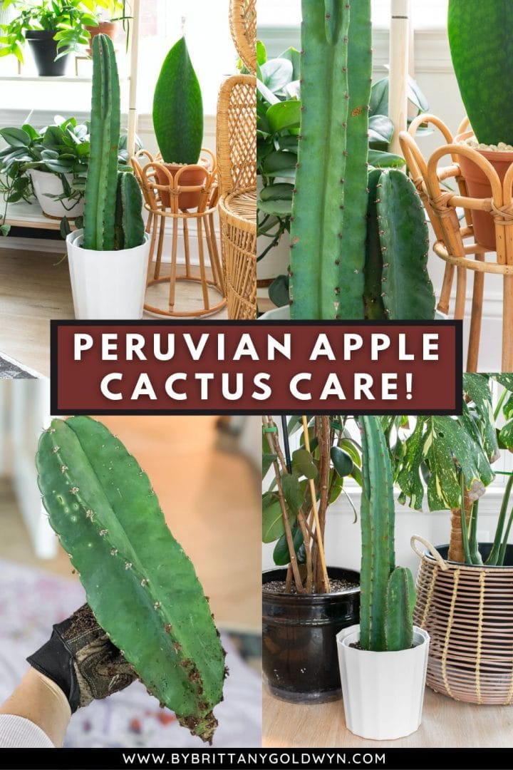 The must-have Peruvian Apple Cactus and how to care for it!