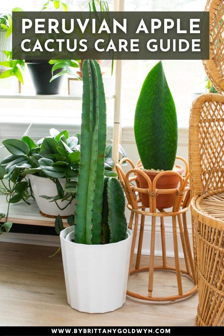 The must-have Peruvian Apple Cactus and how to care for it!