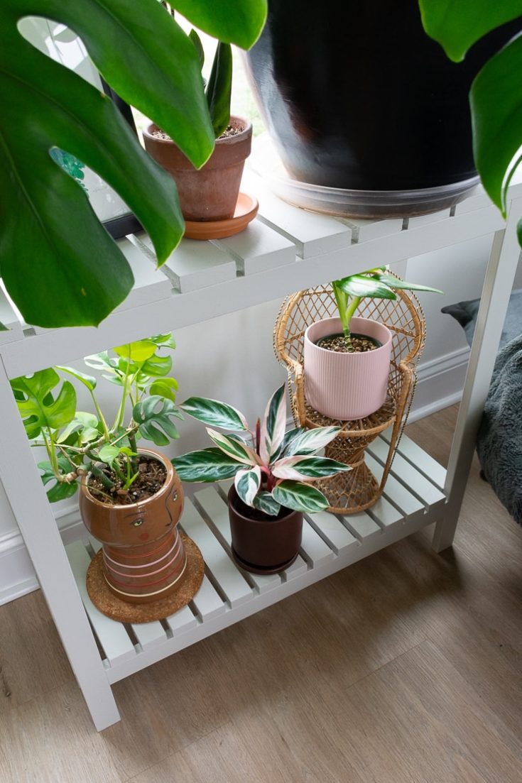 How to care for the striking pink-variegated stromanthe triostar!