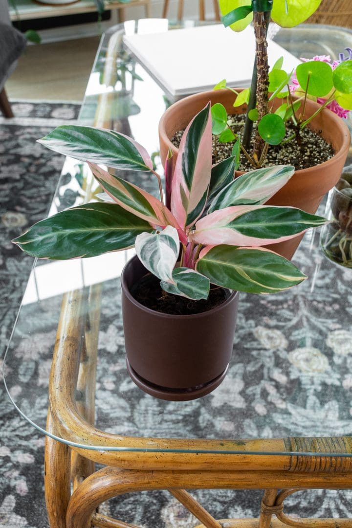 How to care for the striking pink-variegated stromanthe triostar!