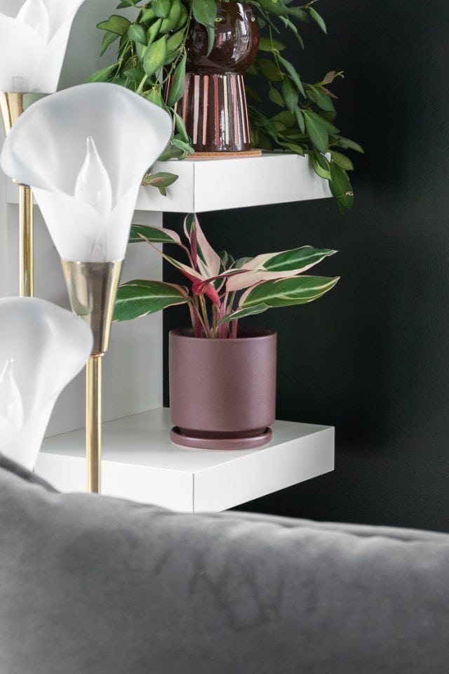 How to care for the striking pink-variegated stromanthe triostar!