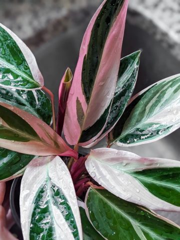 How to care for the striking pink-variegated stromanthe triostar!
