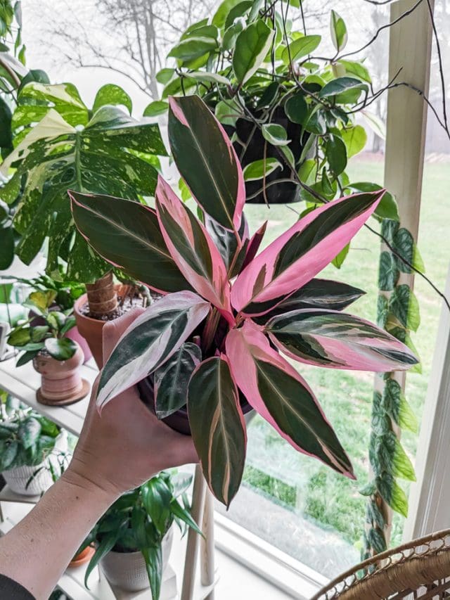 How to care for the striking pink-variegated stromanthe triostar!