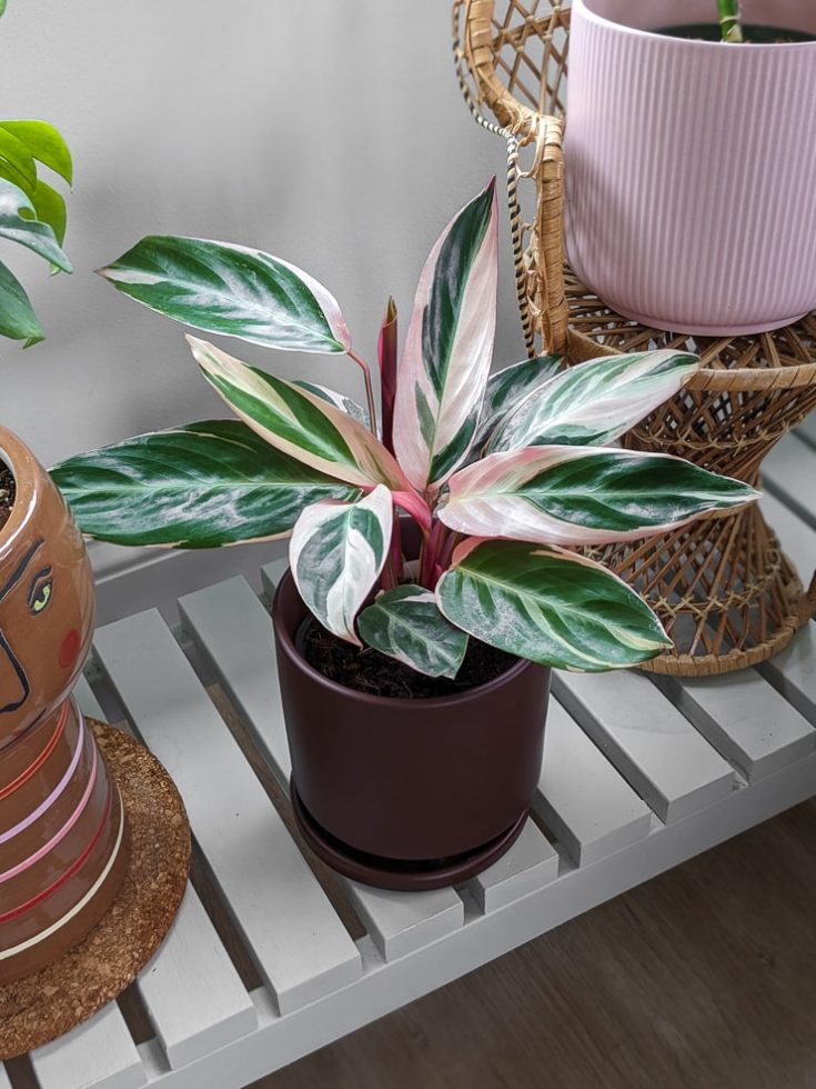 How to care for the striking pink-variegated stromanthe triostar!