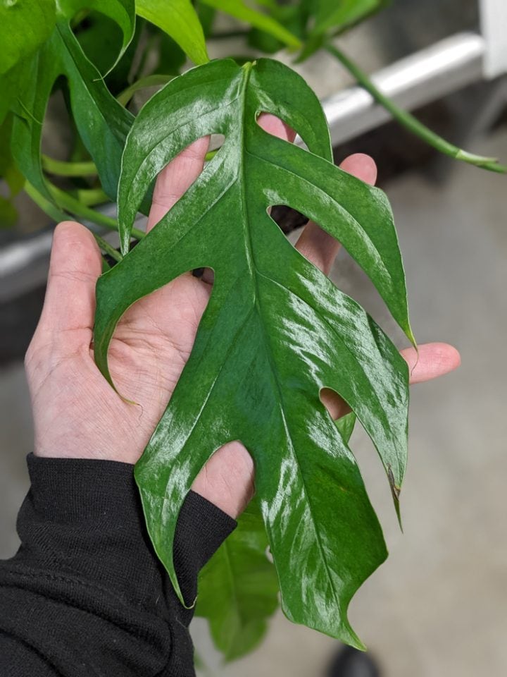 Baltic Blue pothos & what you need to know about this stunning plant!