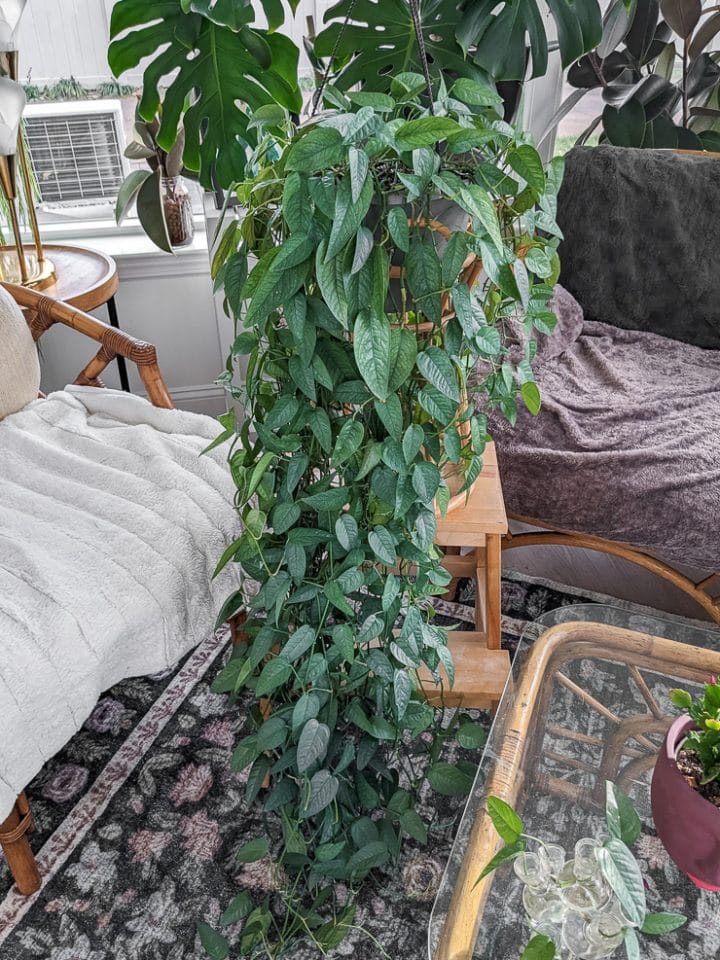 All about Cebu Blue Pothos care, plus propagating this stunner!