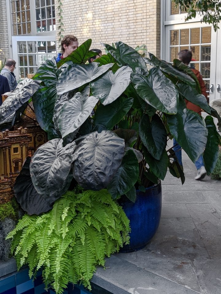Learn about elephant ear care & growing them indoors and outside!