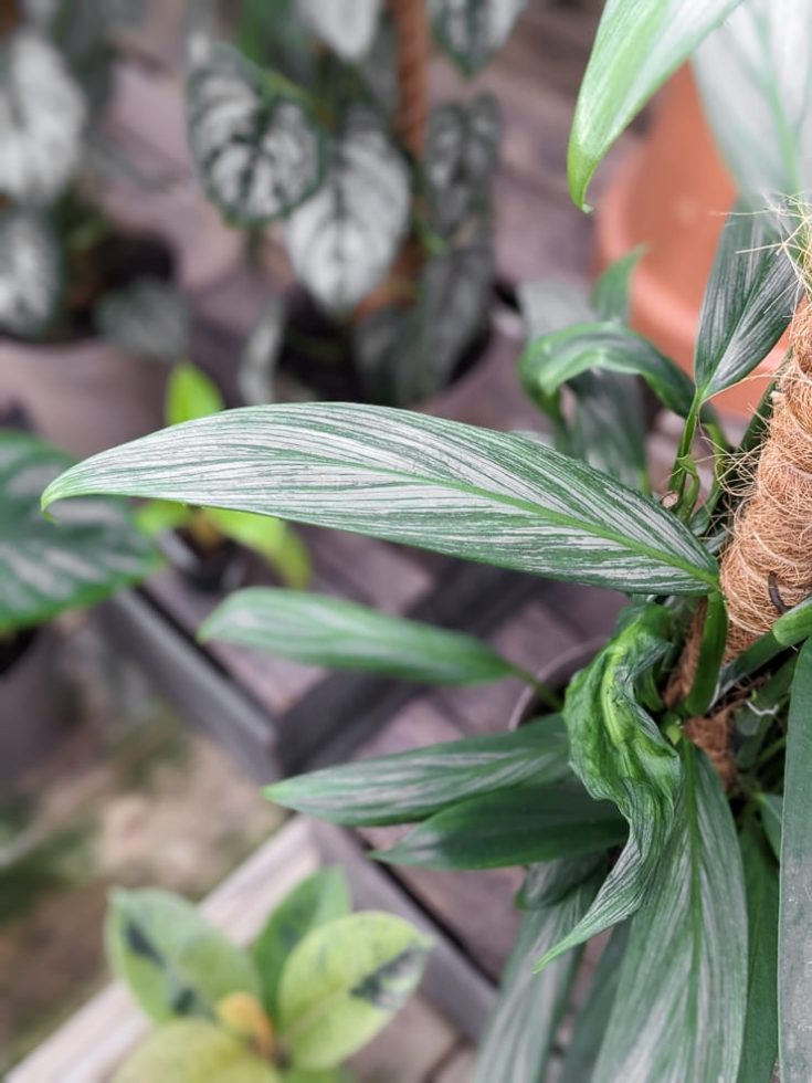 How do you care for Epipremnum Amplissimum? Here's my guide!