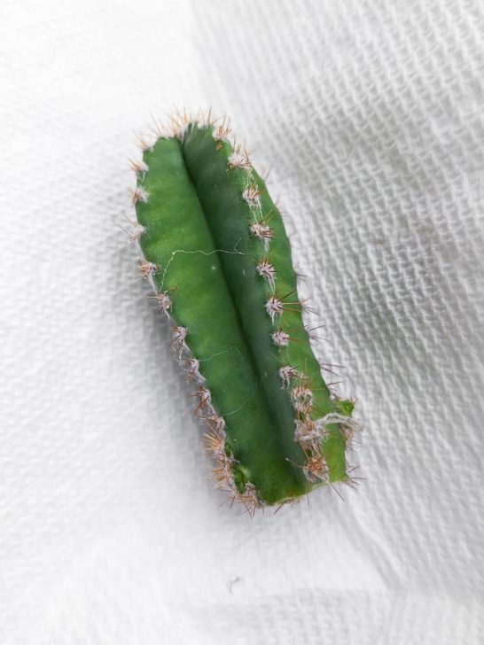 Fairy castle cactus care & helping this charming small cactus thrive