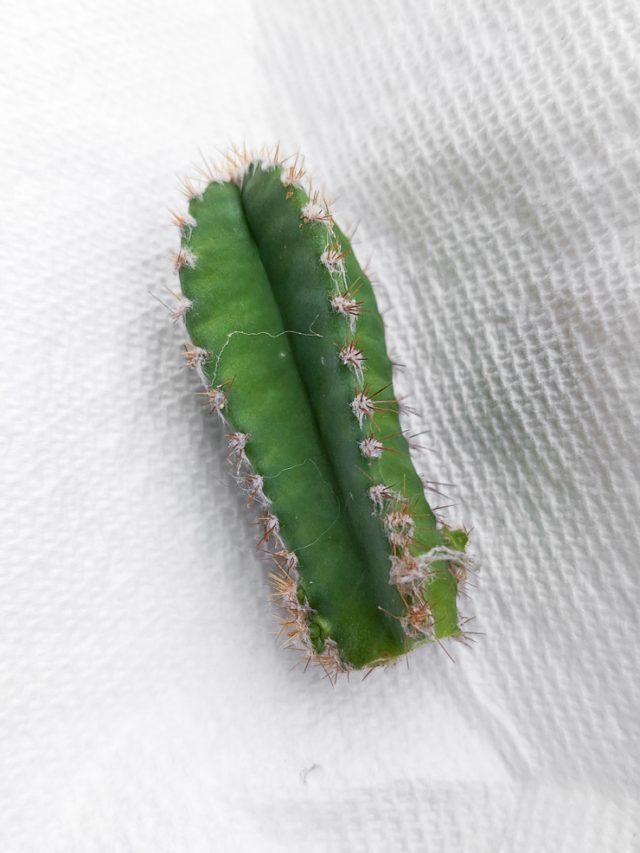Fairy castle cactus care & helping this charming small cactus thrive