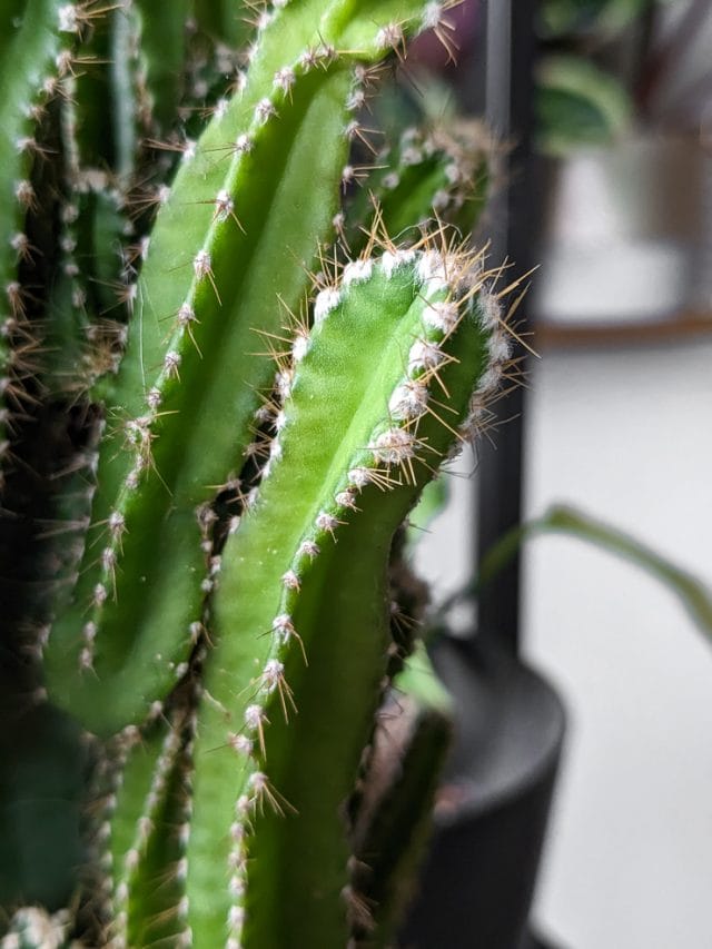 Fairy castle cactus care & helping this charming small cactus thrive