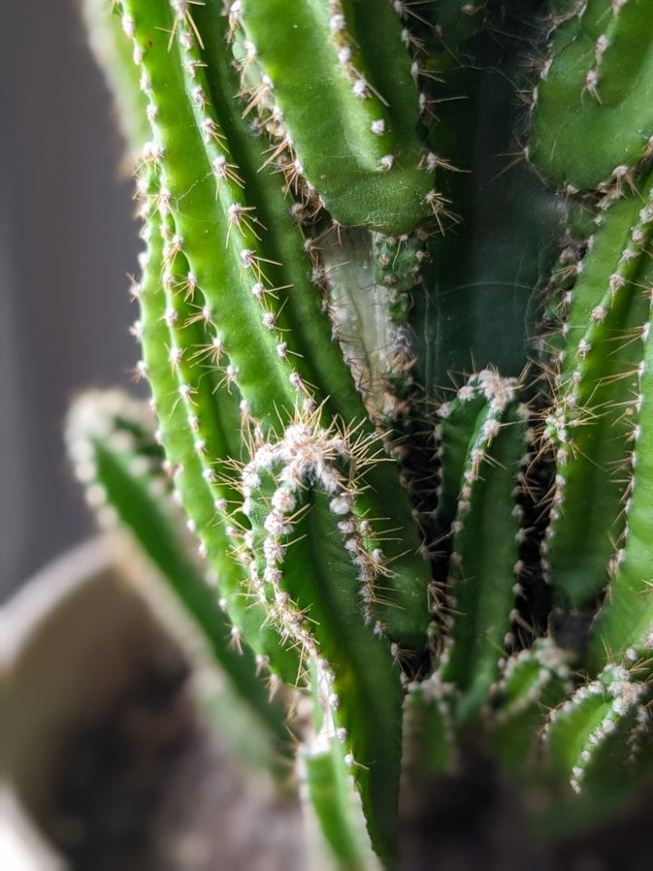 Fairy castle cactus care & helping this charming small cactus thrive