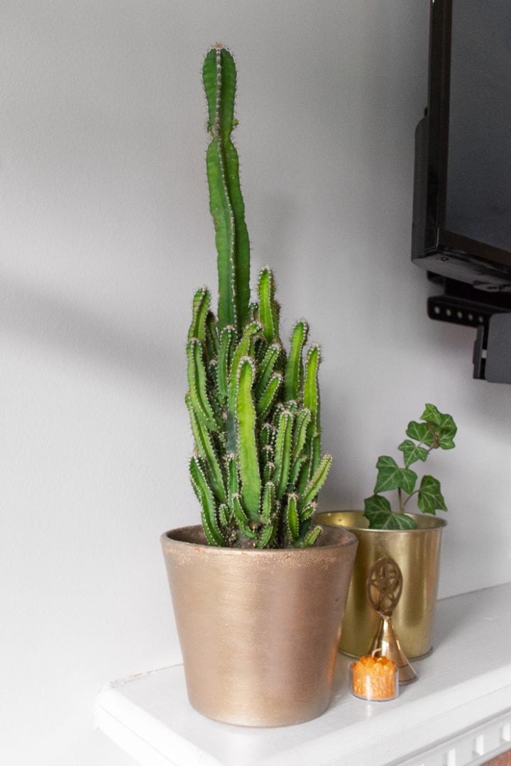 Fairy castle cactus care & helping this charming small cactus thrive