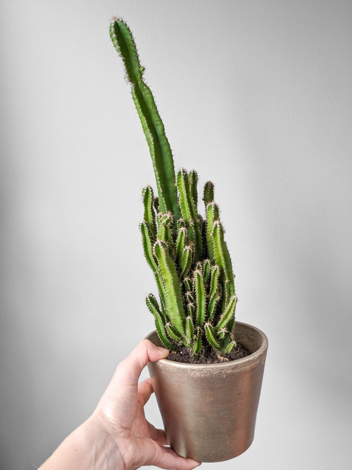 Fairy castle cactus care & helping this charming small cactus thrive