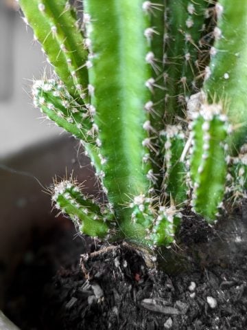 Fairy castle cactus care & helping this charming small cactus thrive