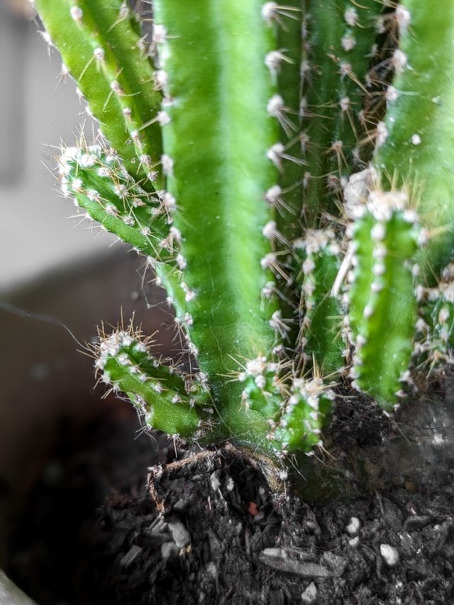 Fairy castle cactus care & helping this charming small cactus thrive