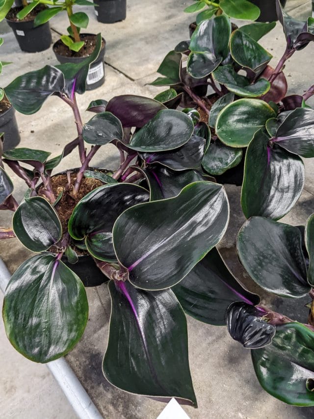Geogenanthus Ciliatus, aka the Geo Plant—a nearly black houseplant!