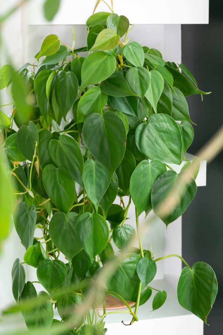 Heartleaf philodendron care & tips for growing this classic plant!