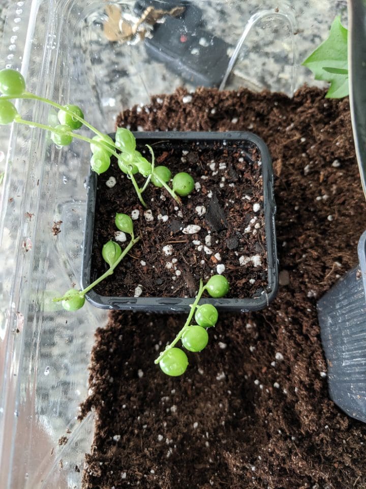 How to propagate string of pearls cuttings in water & soil!