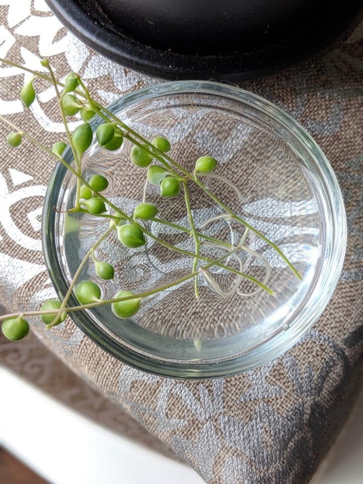How to propagate string of pearls cuttings in water & soil!