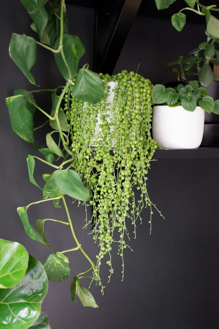 How to propagate string of pearls cuttings in water & soil!