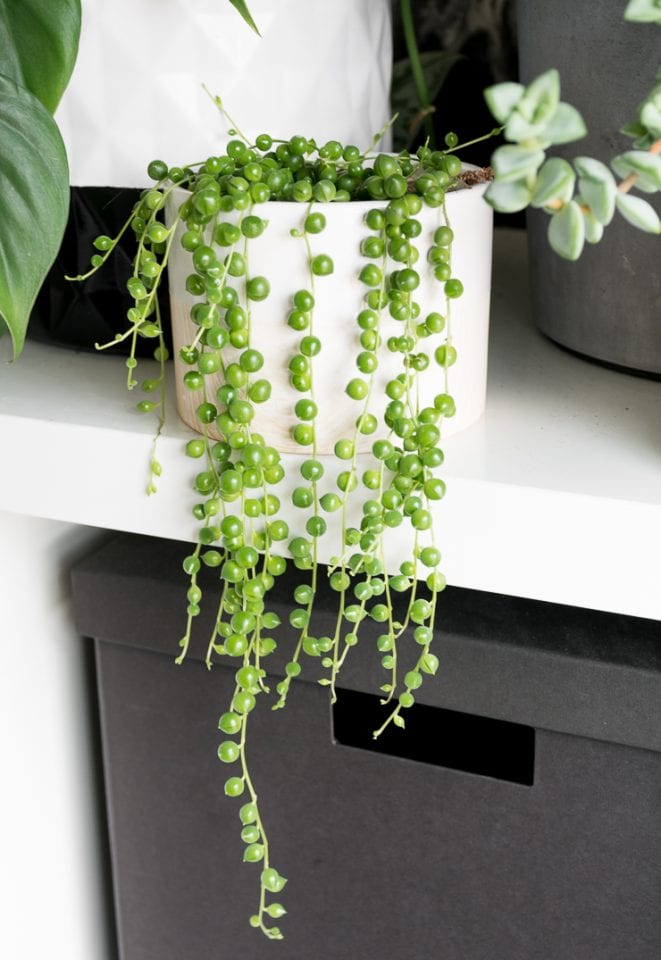 How to propagate string of pearls cuttings in water & soil!