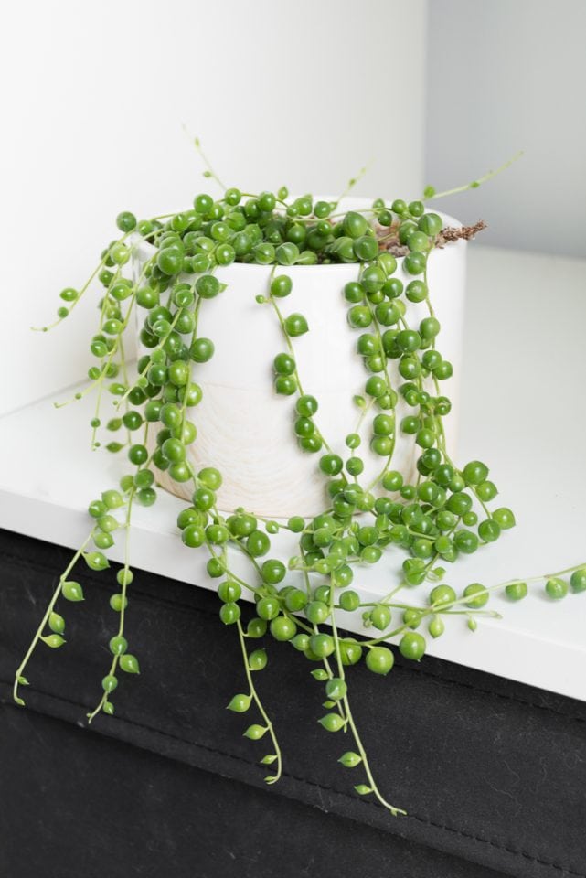 How to propagate string of pearls cuttings in water & soil!