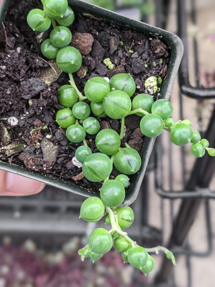 How to propagate string of pearls cuttings in water & soil!