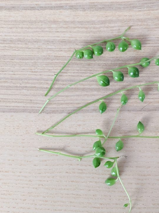 How to propagate string of pearls cuttings in water & soil!