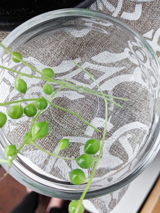 How to propagate string of pearls cuttings in water & soil!