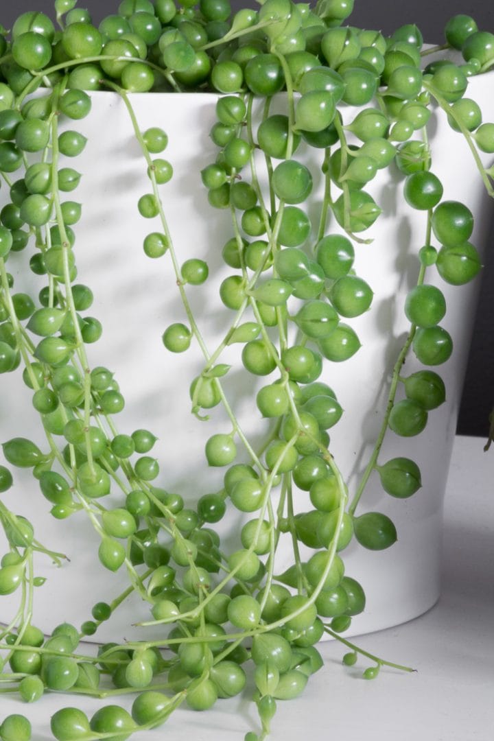 How to propagate string of pearls cuttings in water & soil!