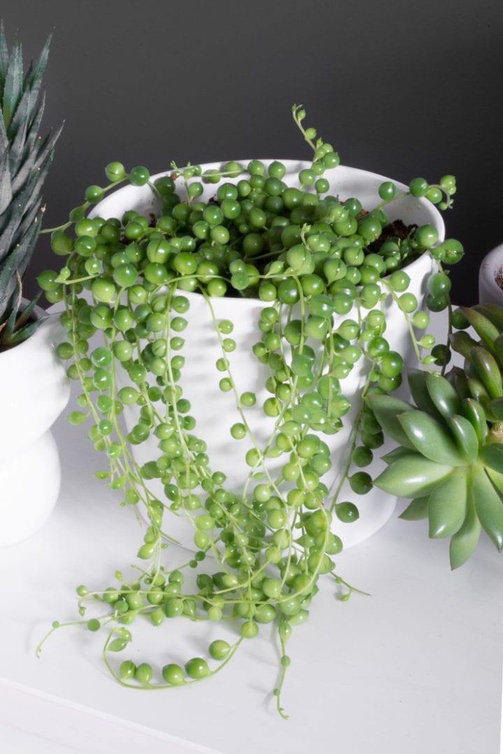 How to propagate string of pearls cuttings in water & soil!