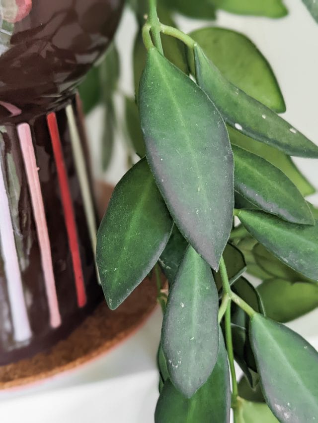 Hoya bilobata care & background on this unique trailing plant!