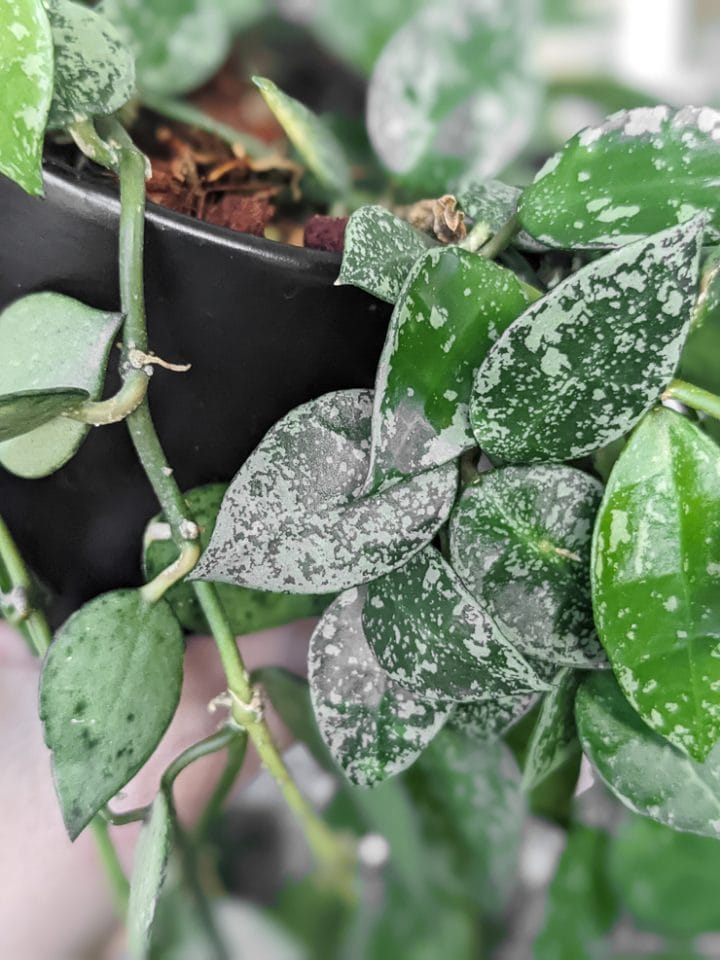 Hoya krohniana silver care, plus how to root and propagate cuttings!
