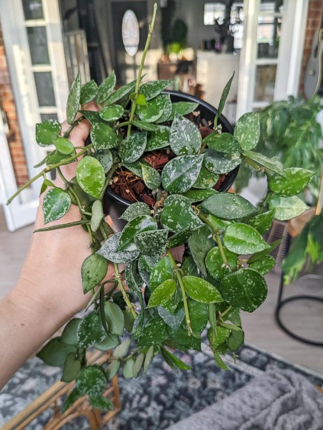 Hoya krohniana silver care, plus how to root and propagate cuttings!