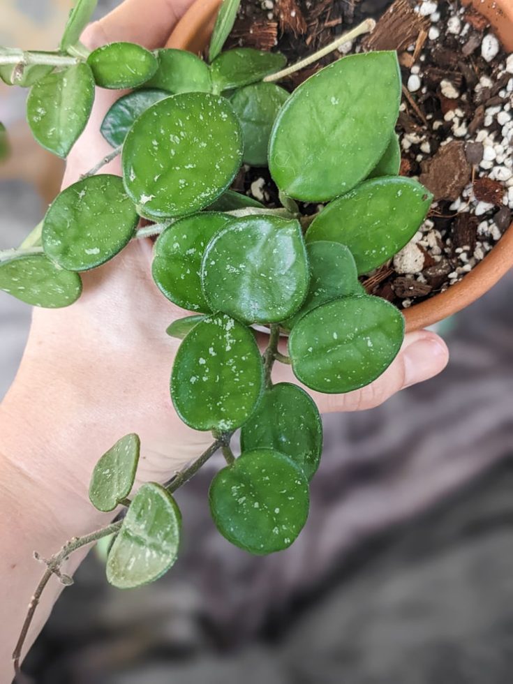 How do you care for the pretty little hoya mathilde?