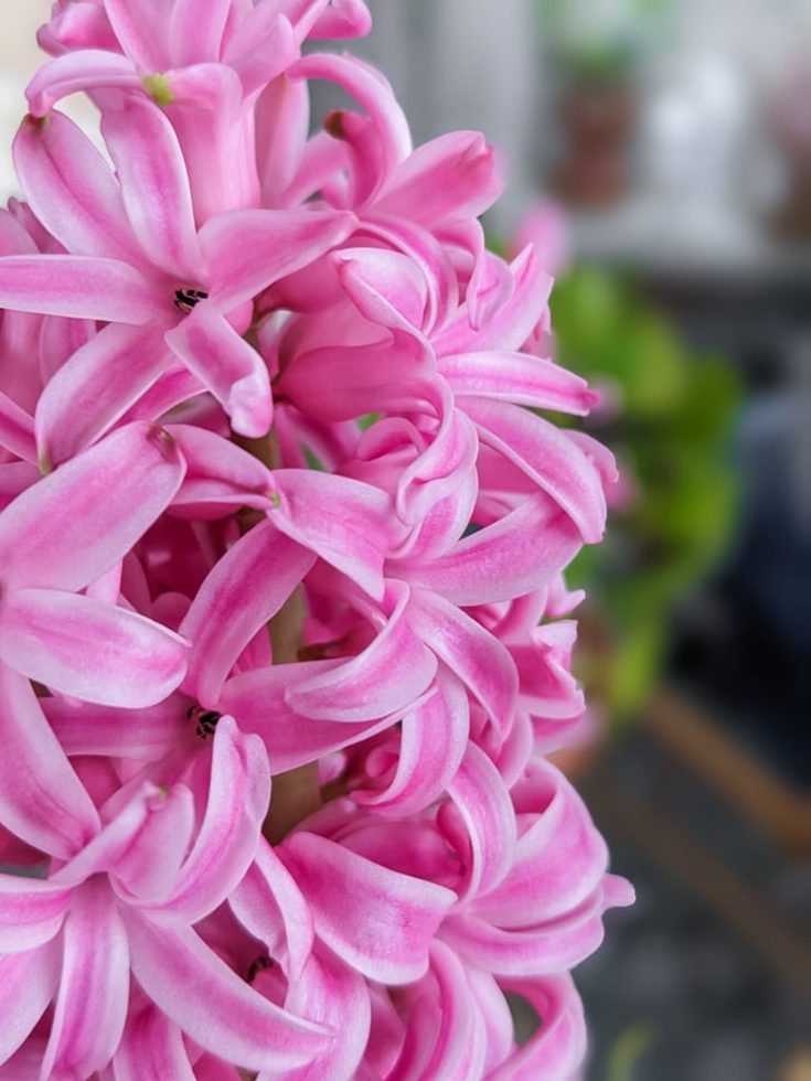Learn how to grow and care for hyacinth flowers