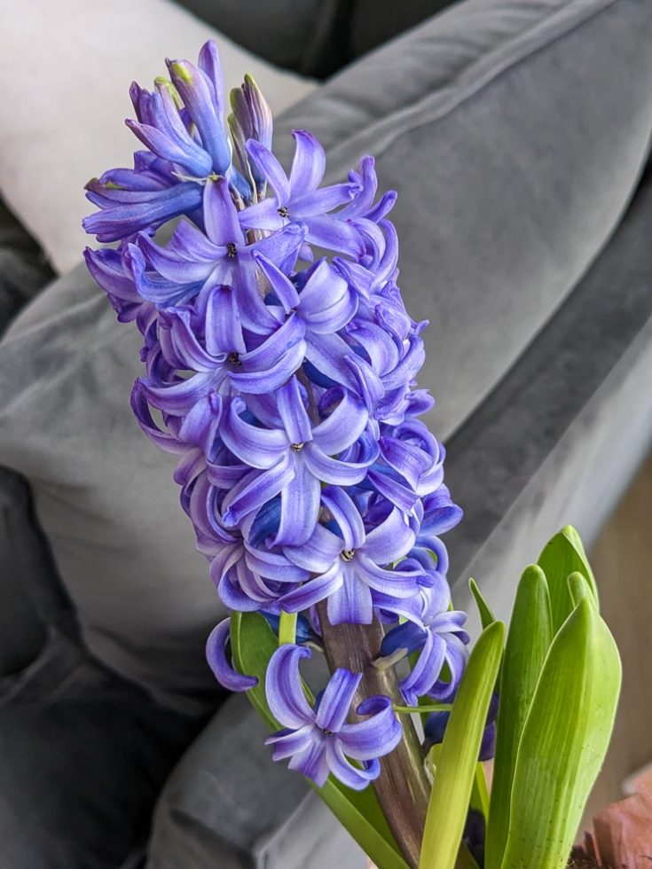 Learn how to grow and care for hyacinth flowers